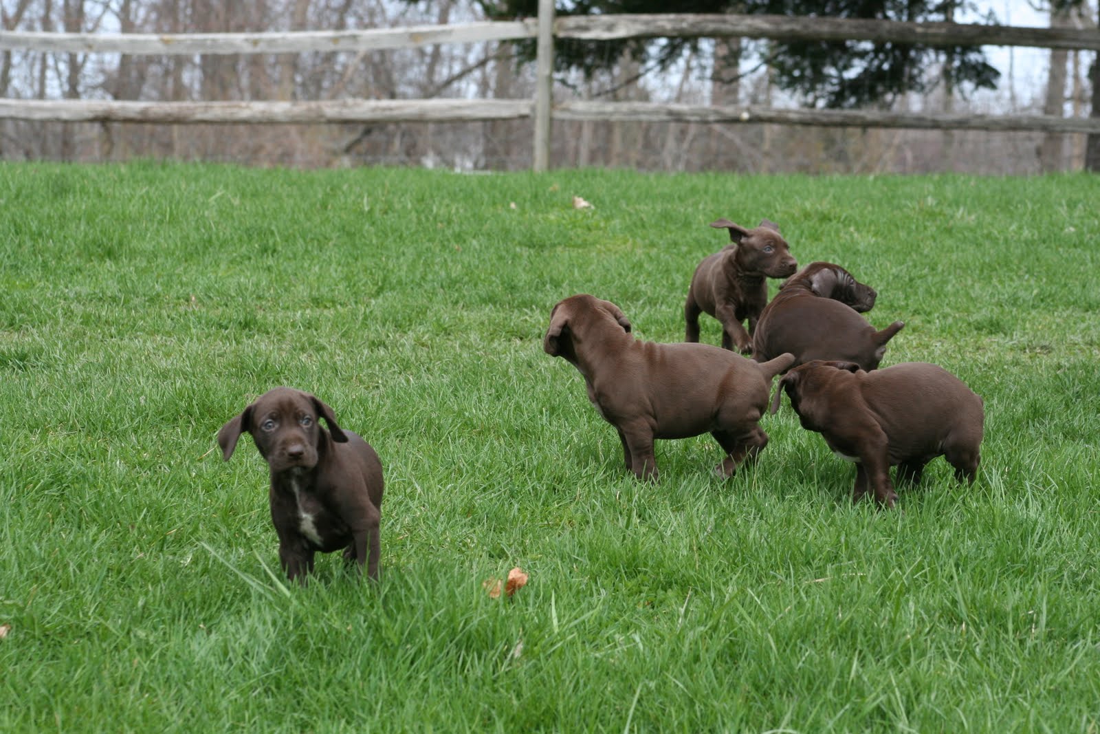 Mapleton Farm Sales List: Liver German Shorthaired Pointers