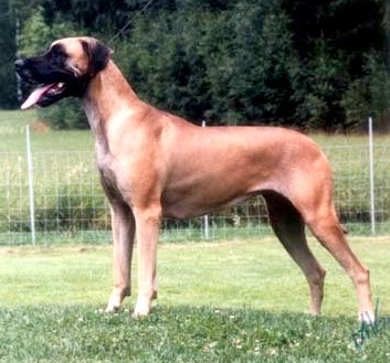 Aleda Costa: Dogs Great Dane
