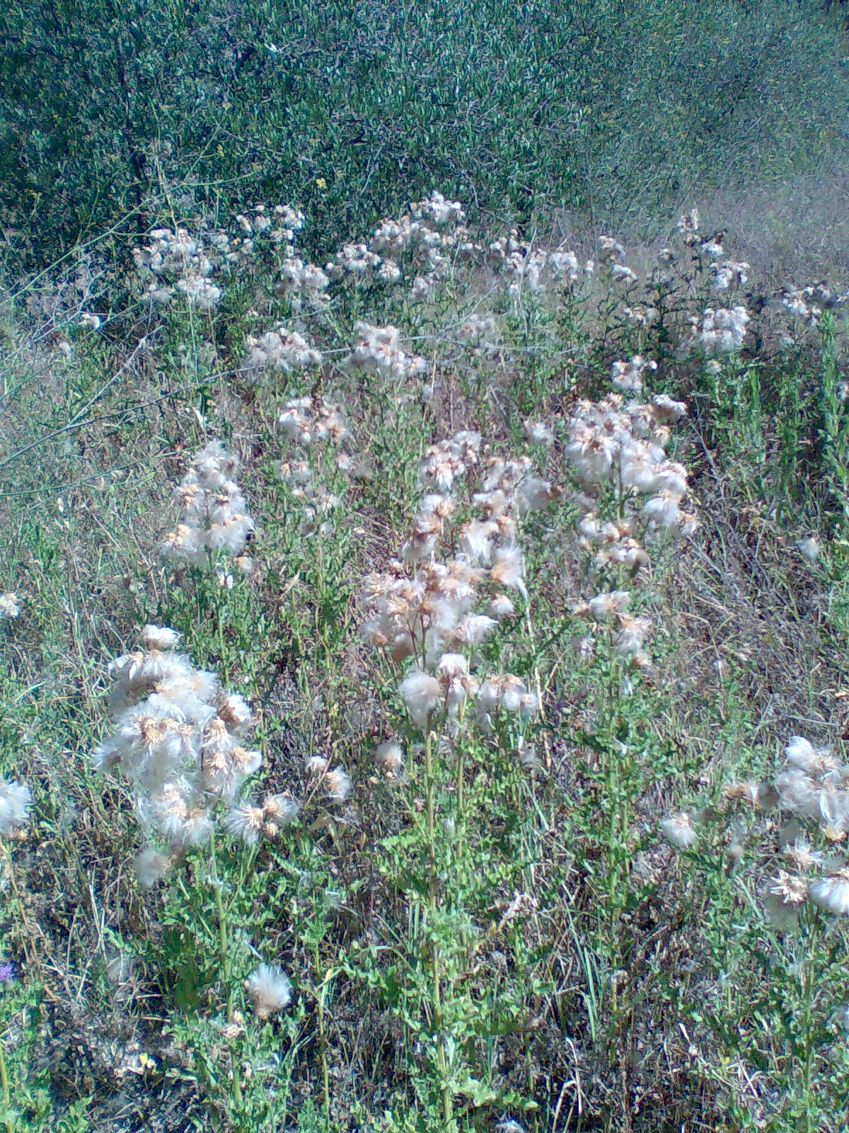 Aventuras en la Palma d´Ebre: YESCA PARA EL FUEGO