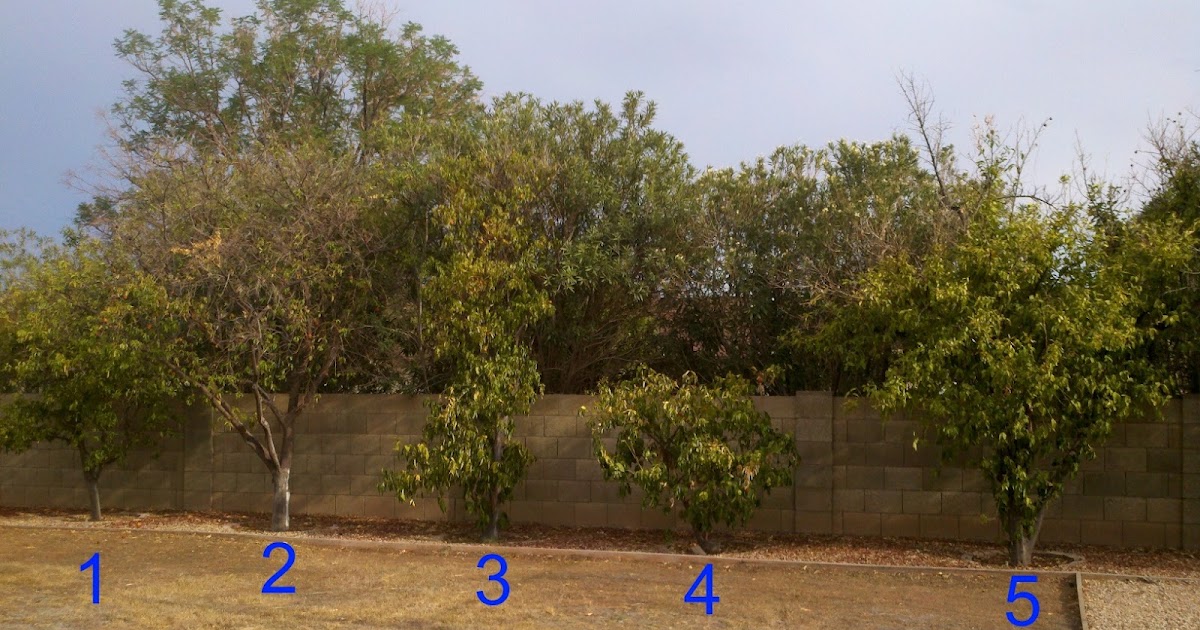 Wild Fiction: The Citrus Tree Project