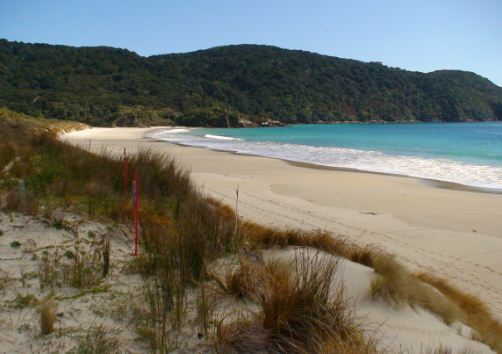 Backroader: Return to Whenua Hou (Codfish Island)