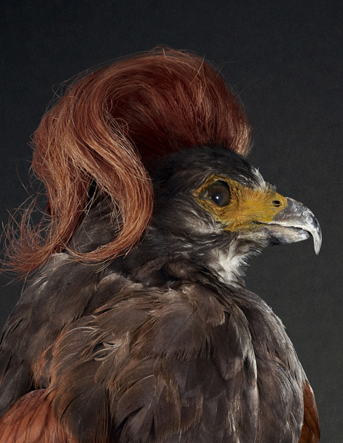 My Owl Barn: Birds with Hairdos - Coiffure le Bird
