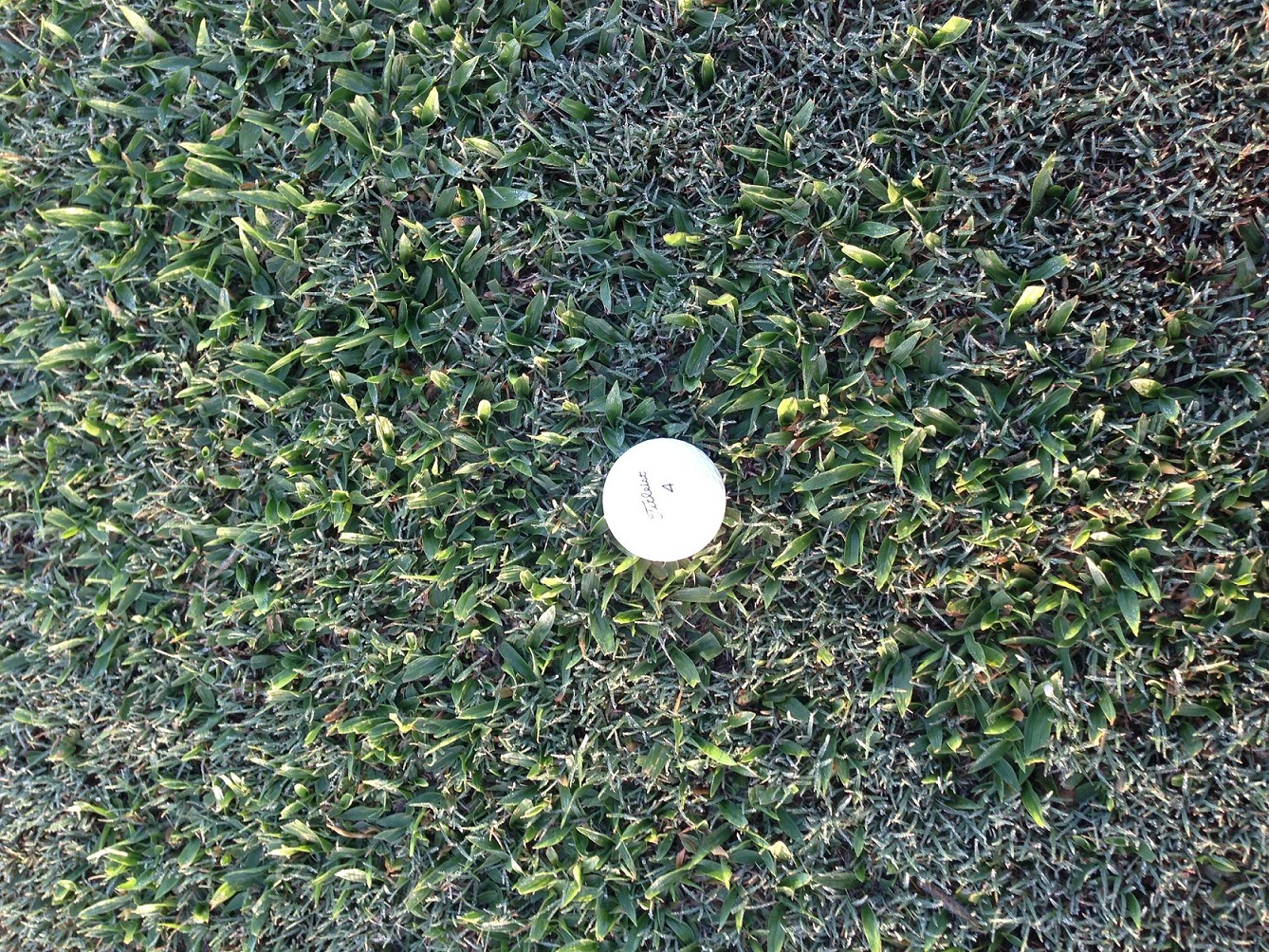 Jupiter Country Club Agronomy: Tropical Signalgrass!!!!!!!!!!!!!!!!