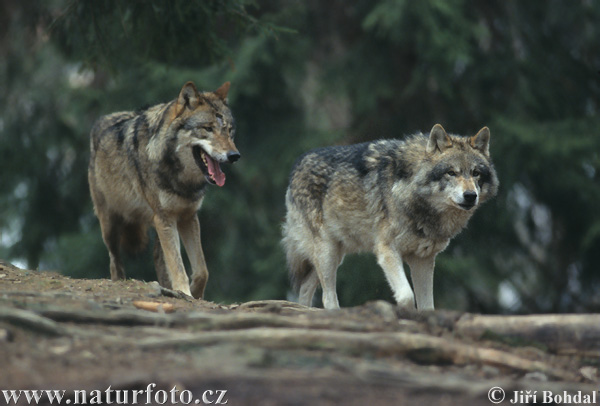 WE ARE IN FOREST: WOLF