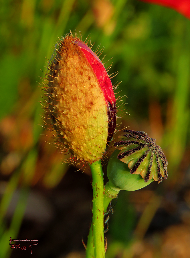Savia y latidos en la Naturaleza: Amapola (Papaver rhoeas) Linneo 1753