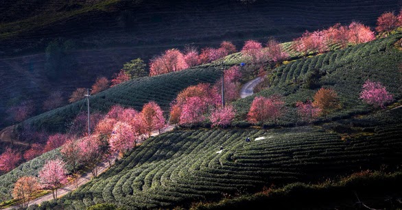 Vietnam closeup: Spring in Sapa welcomes tourists