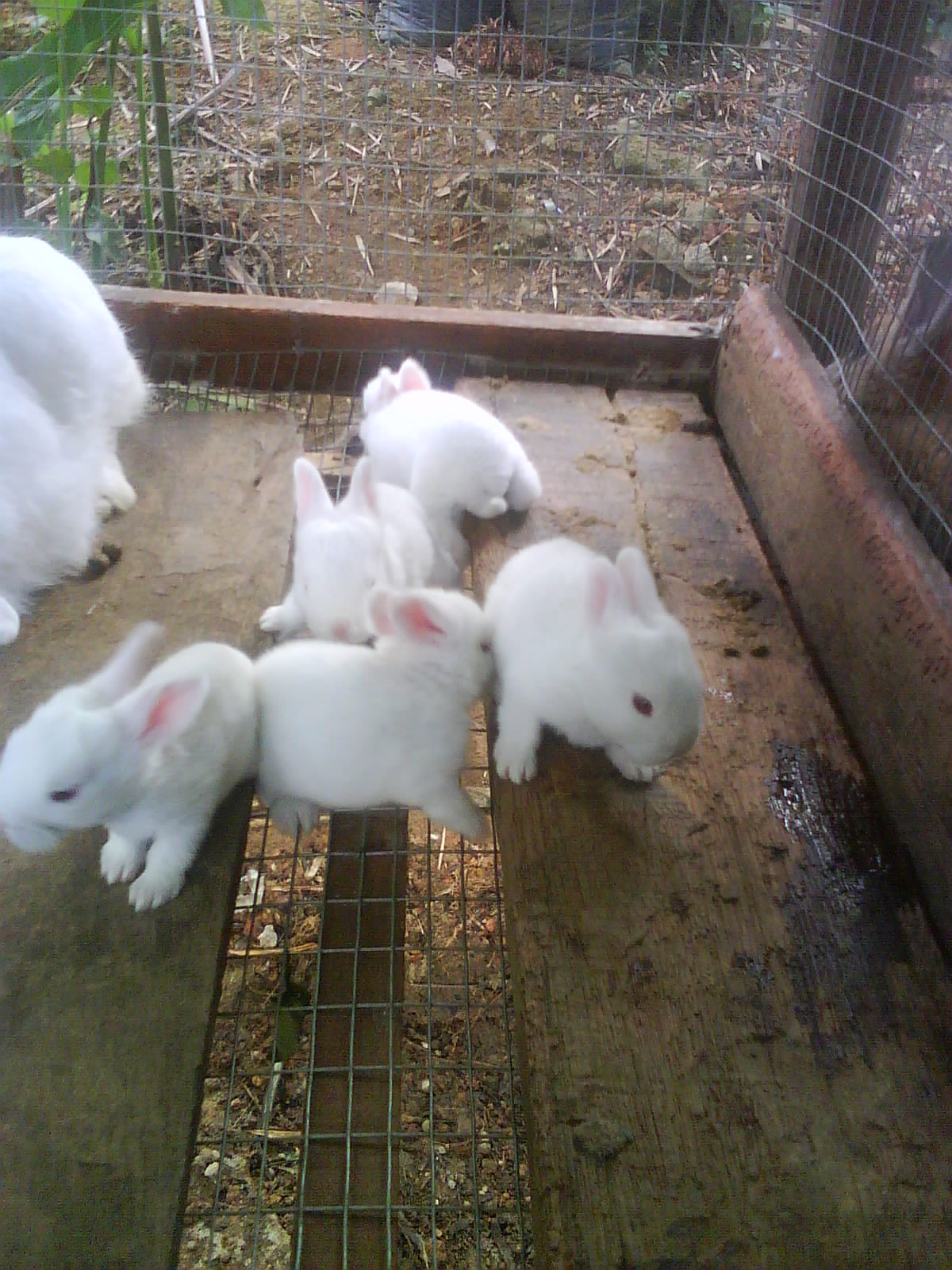 Bamboo Bunnies Rabbitry