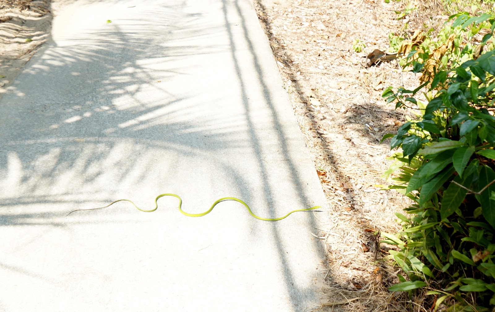 Malaisie - jour 12 : Tioman - Jungle trek vers Juara