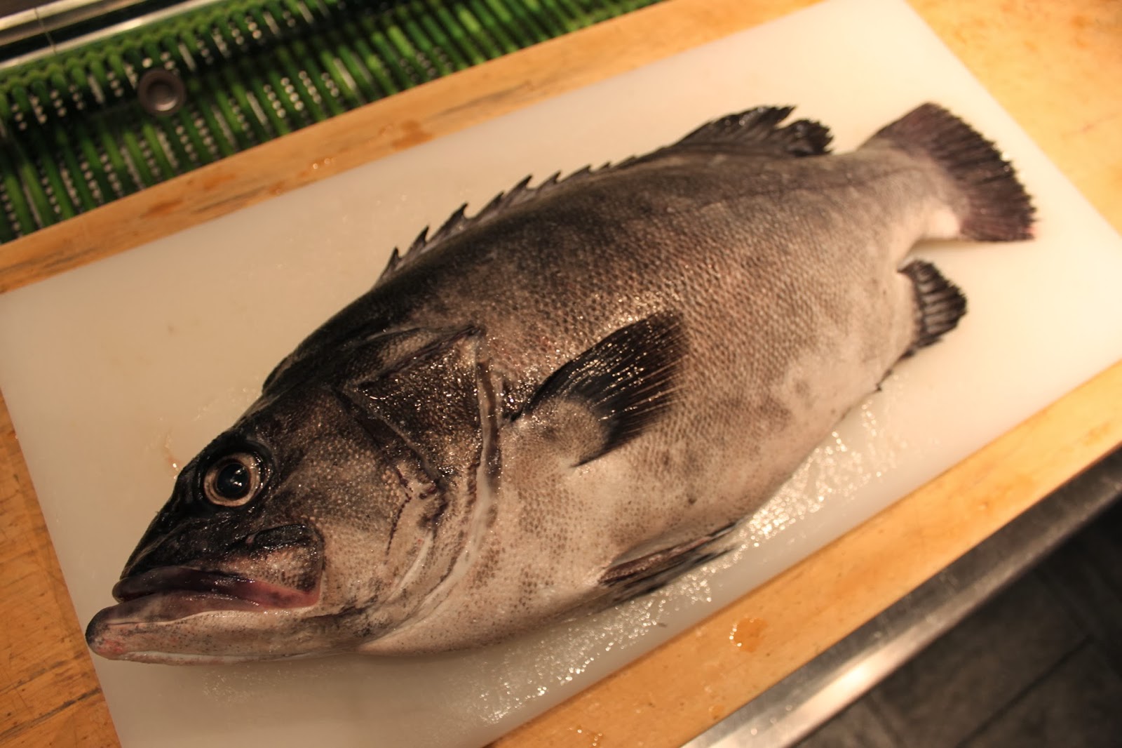 Tsure-T"sure **UMU London**: Fish Fish Fish! 北大西洋の魚たち