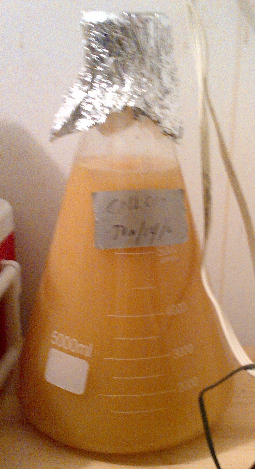 Beer Hear!: 508 GastroBrewery