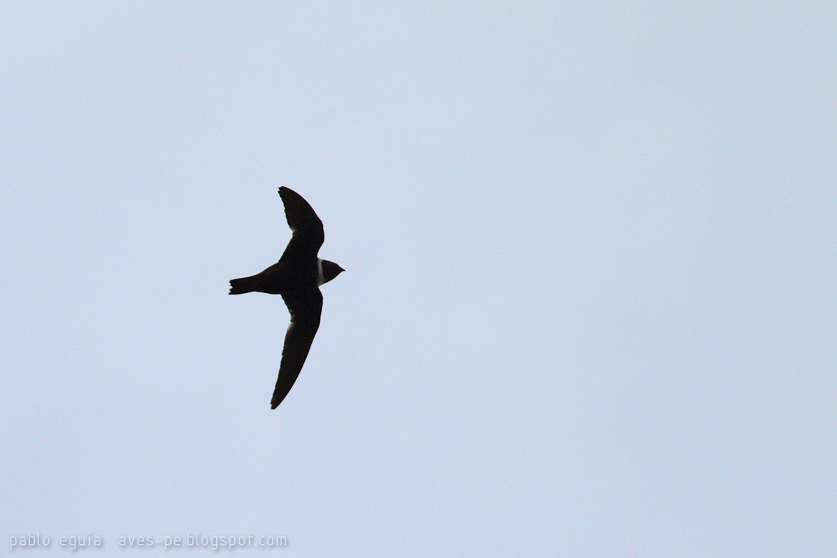mis fotos de aves: Streptoprocne zonaris Vencejo de Collar White ...