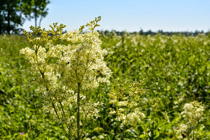 Armastusega angervaksast