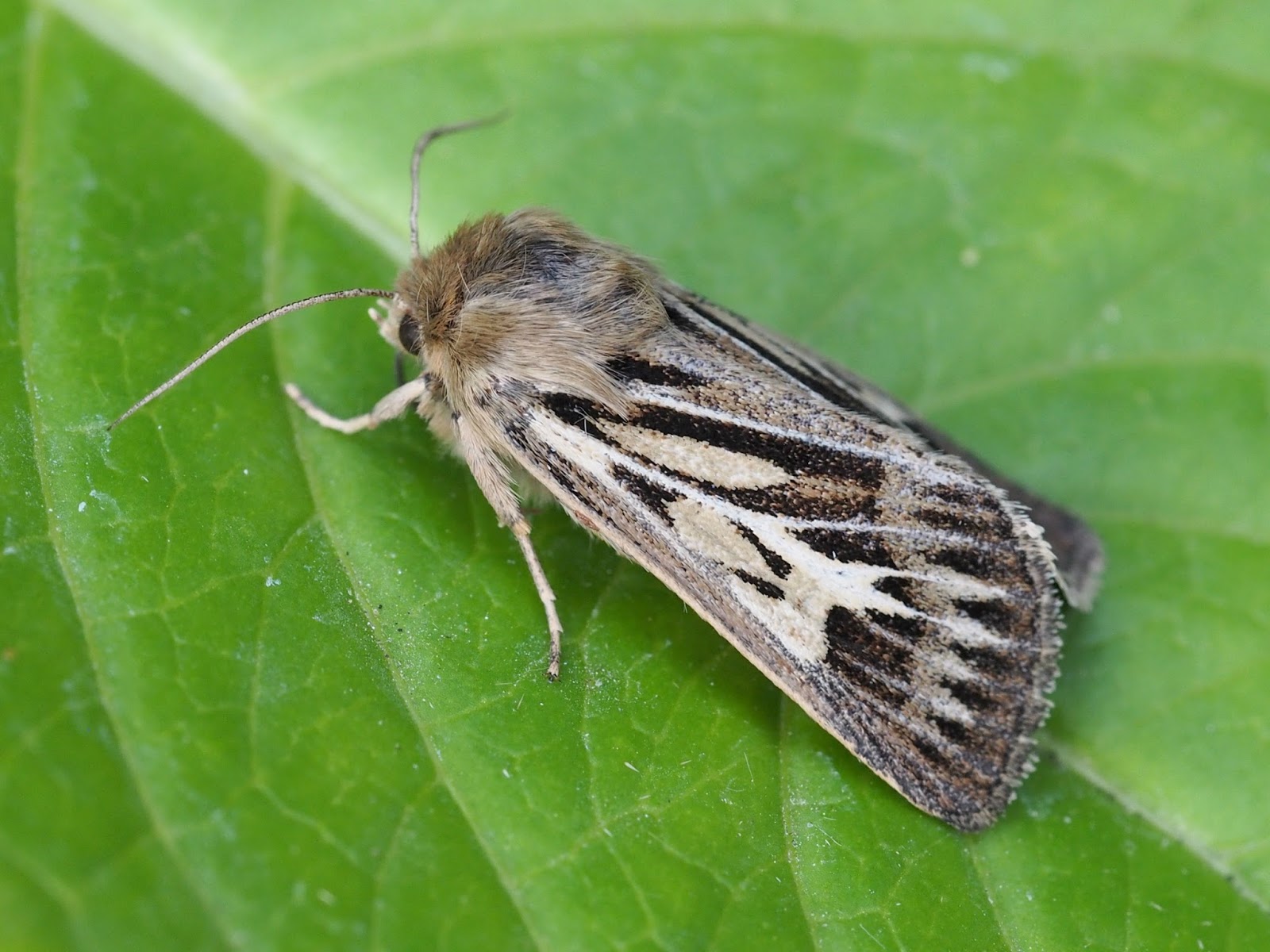 Bill's Birding: Breckland moths