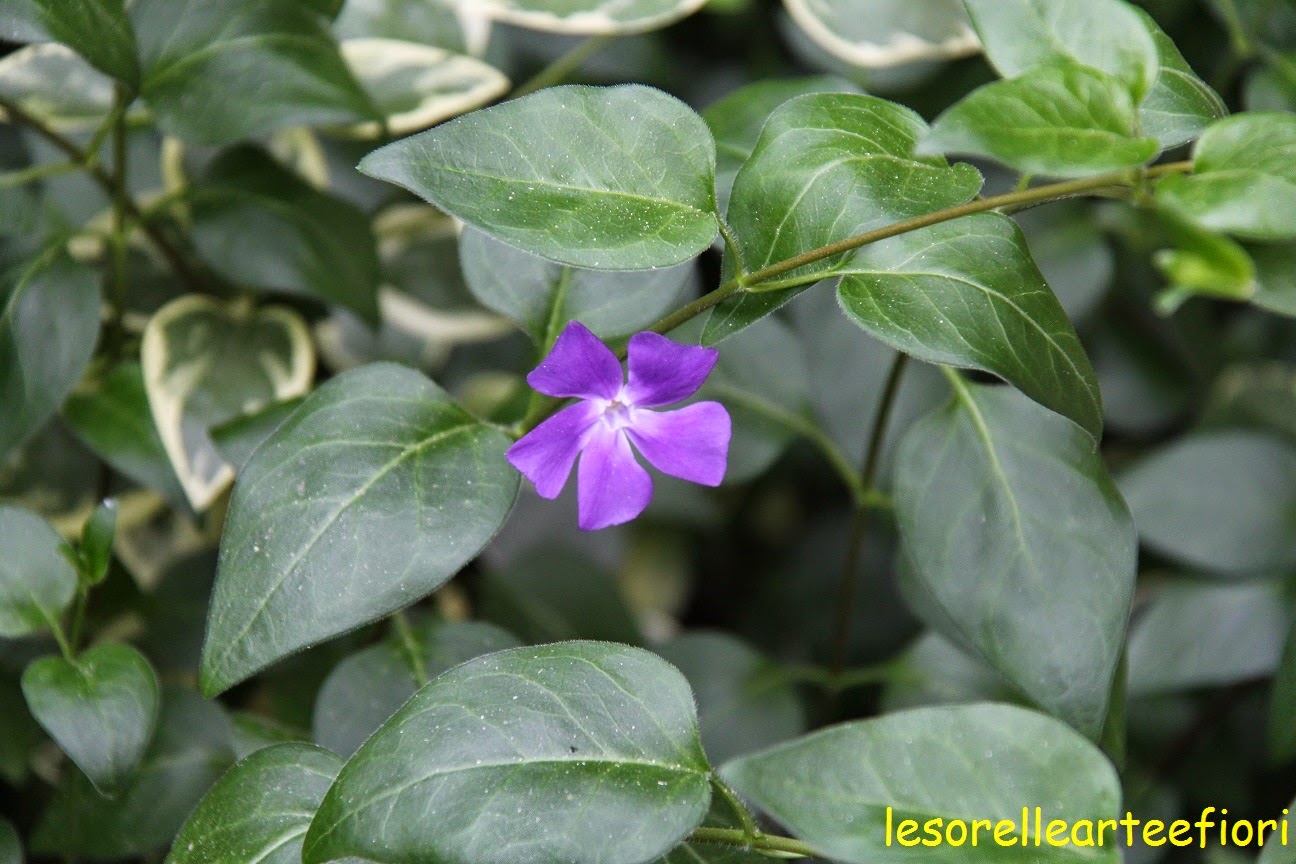 Lesorellearteefiori: Vinca o Pervinca!