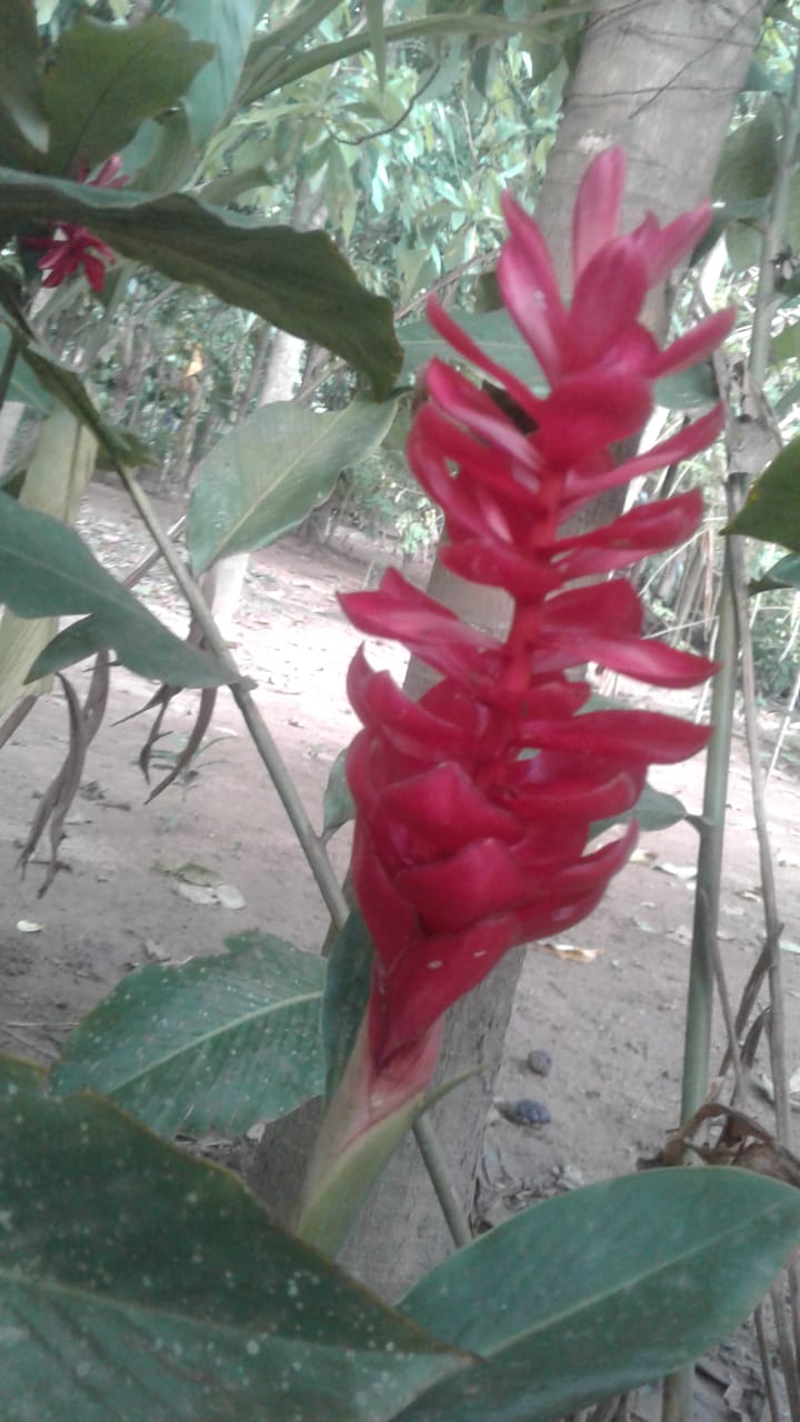 Ginger rojo, platanillo - Plantas de mi Jardín