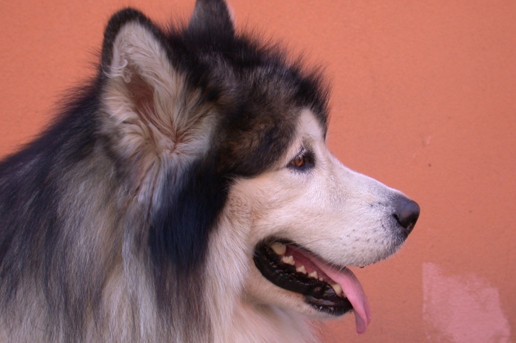 Curso Multimedia Web 2.0: El Perro (Canis Lupus Familiaris)