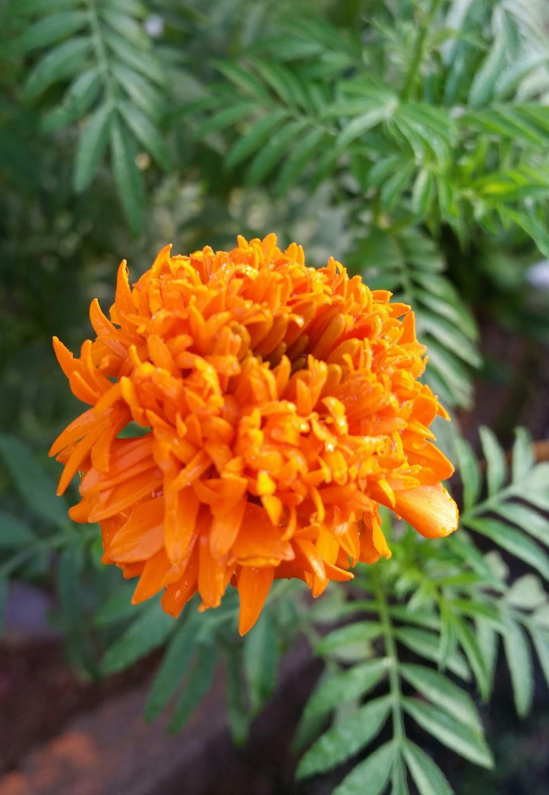 Warisan Petani: WW 117 : Bunga Tahi Ayam