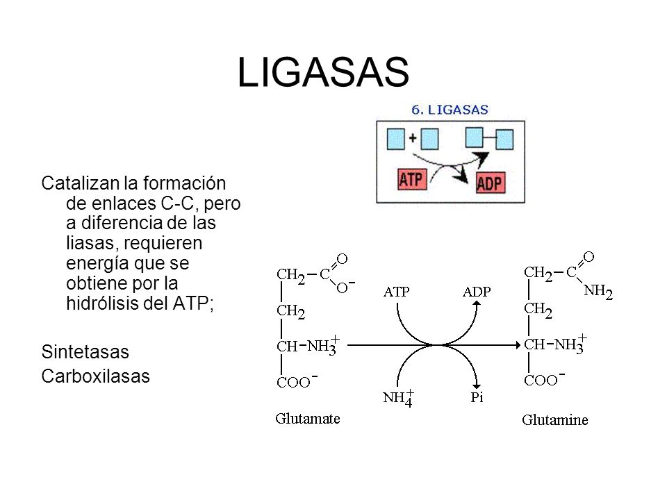 bioquimica-205enzima-carbohidrato