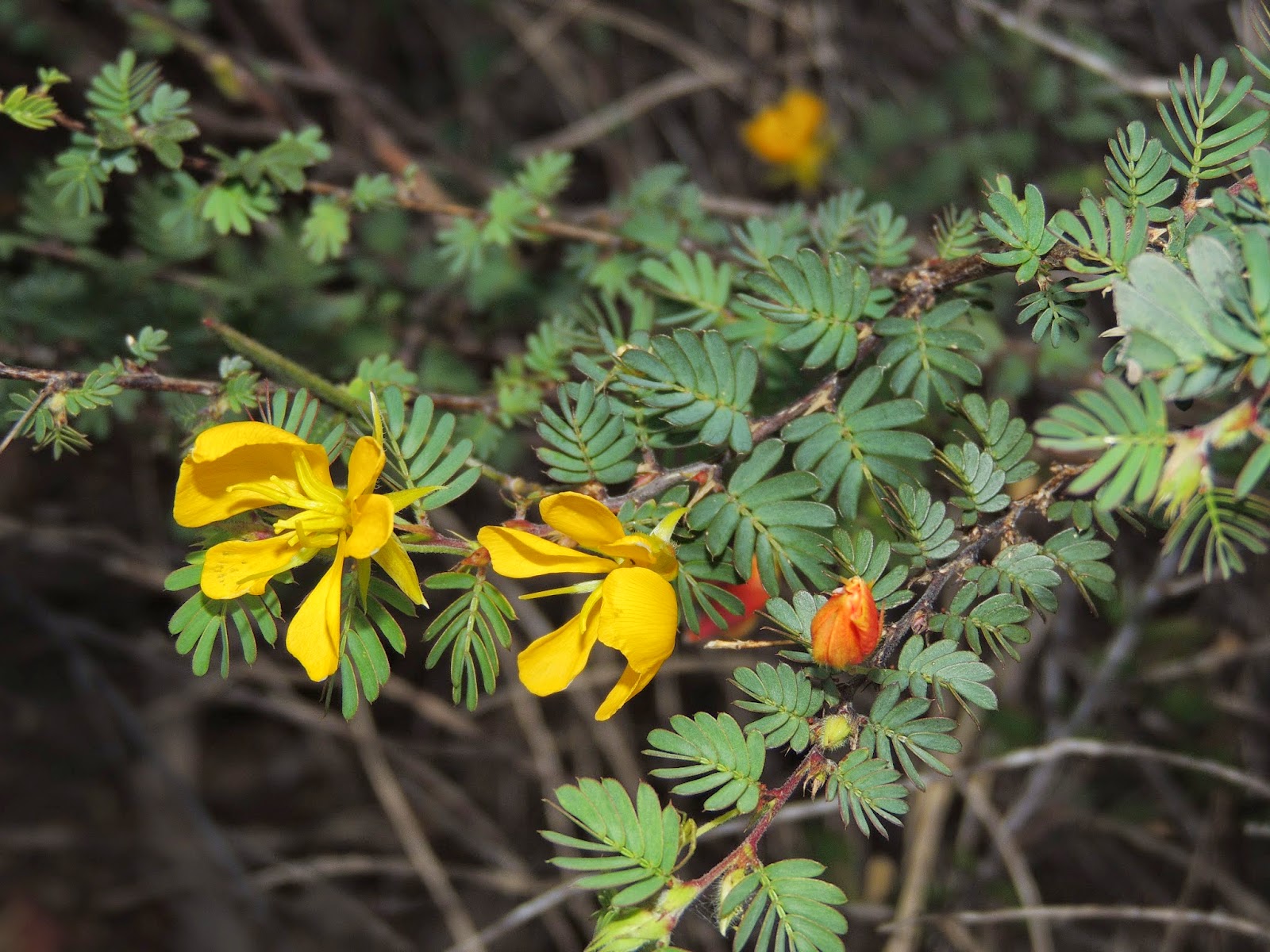 Fabaceae - Leguminosae no Brasil: Fabaceae - Chamaecrista tenuisepala ...