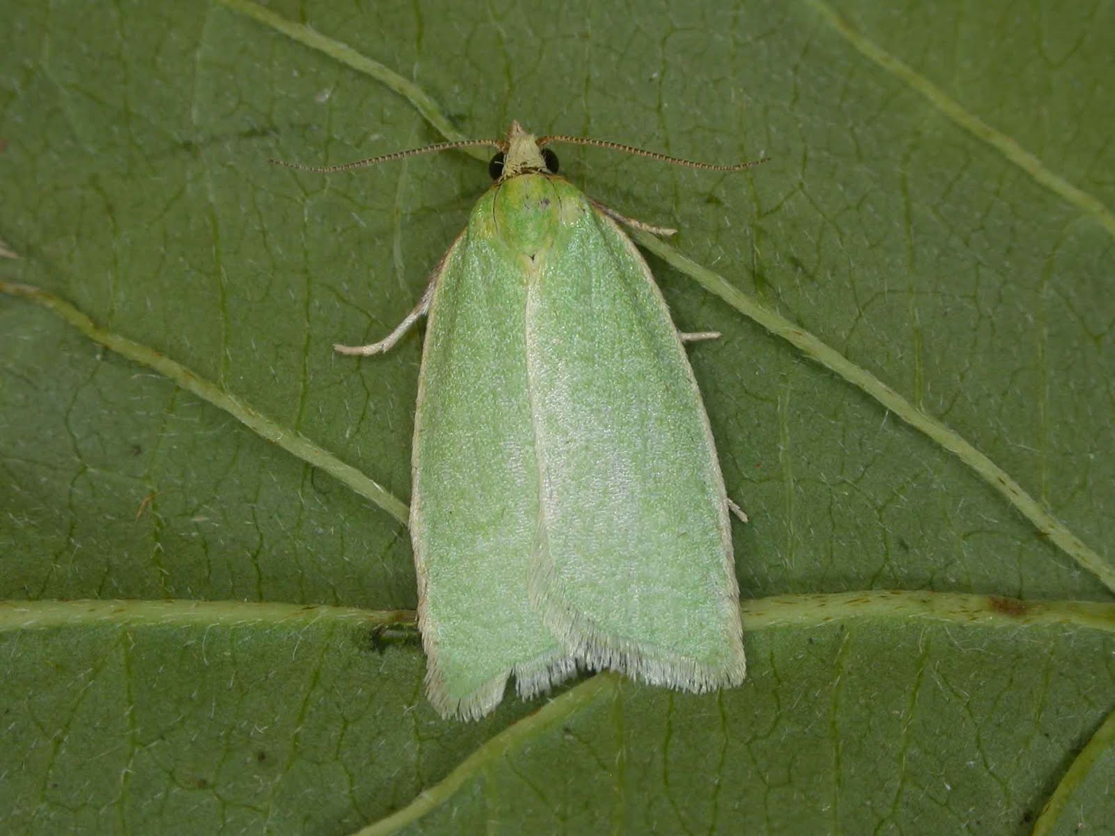 Darley Dale Wildlife: Tortrix viridana The Green Oak Tortrix
