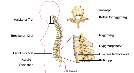 Polargrevinnan: Supertanten.