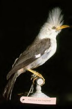 ShukerNature: HOOPOE, HOOPOE - WHEREFORE ART THOU, BRIGHT BUTTERFLY ...