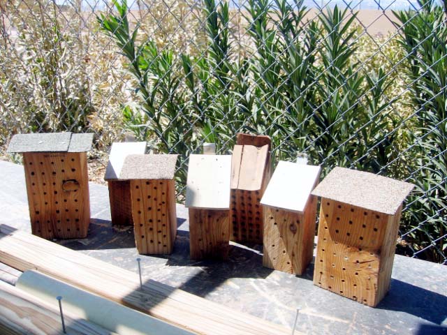 Xtremehorticulture of the Desert: Mason Bees Probably Not the Best ...