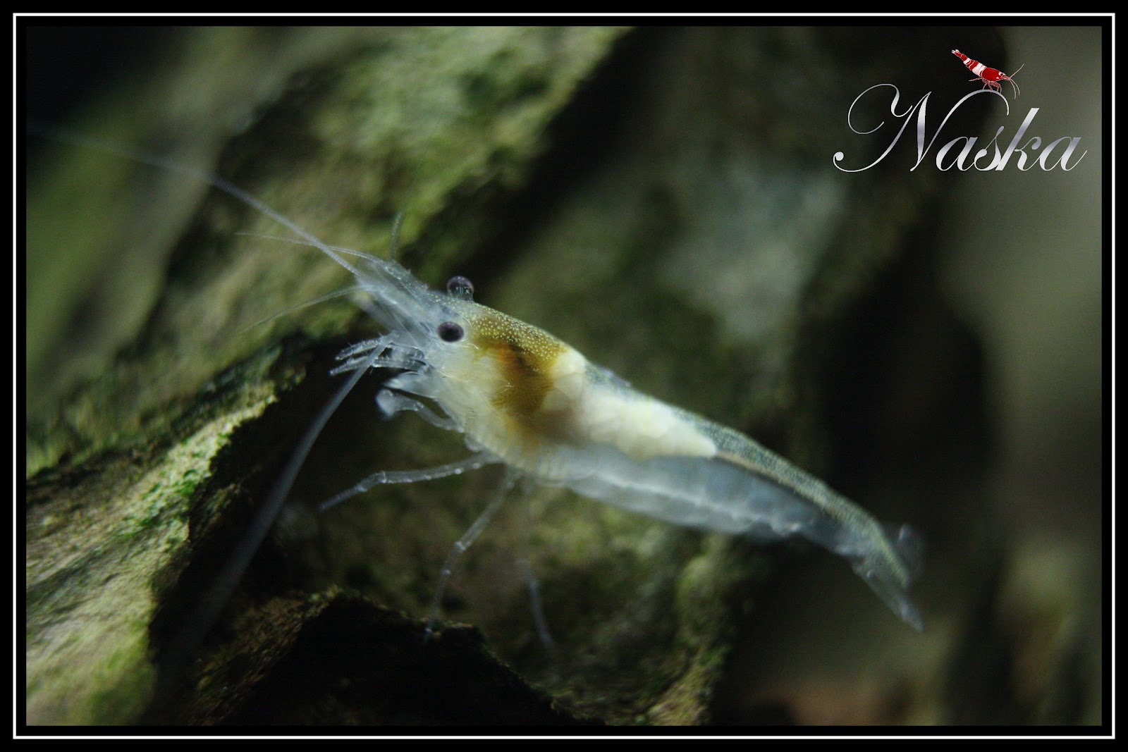 Shrimps of Naska: La reproduction des crevettes