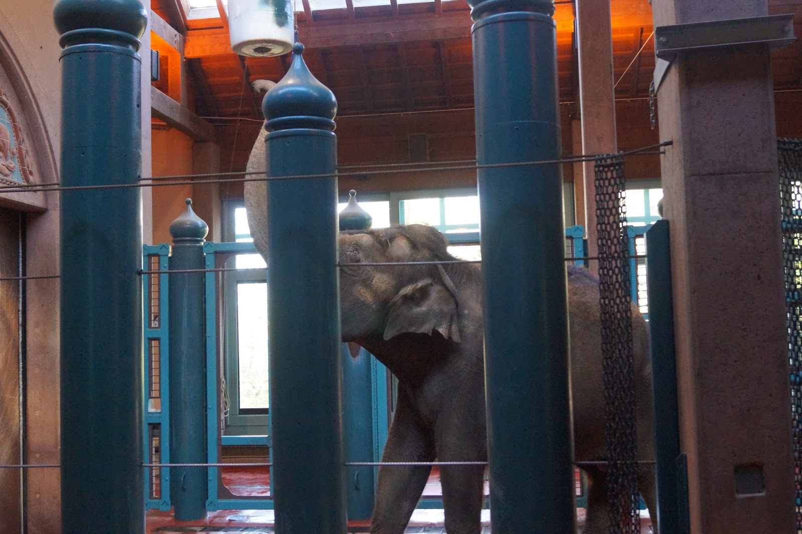 Jan's Musings: Sunday January 26 - Seattle Zoo with a chatter