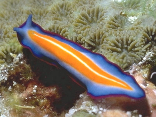 Biogeografi Explore: Platyhelminthes
