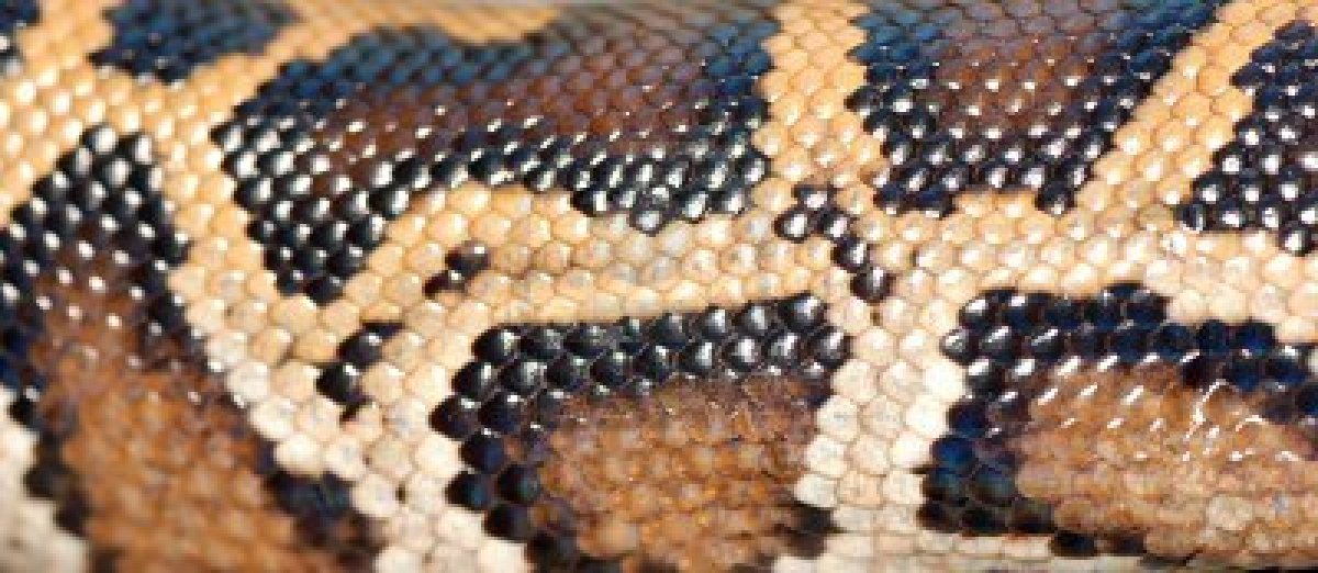 ♥ Katrinchen-style ♥: Schlangenmuster