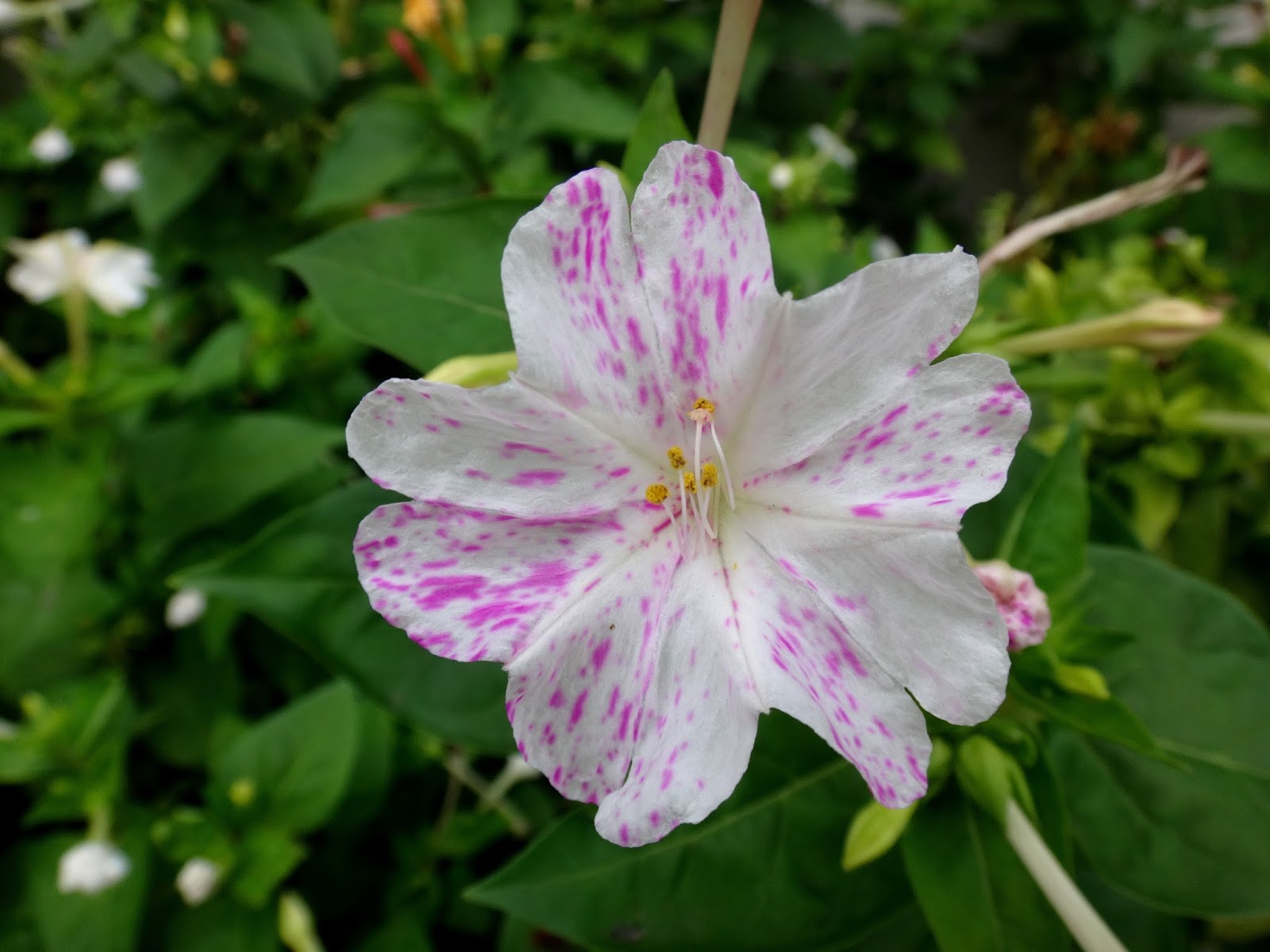 Uma flor por dia: Maravilha