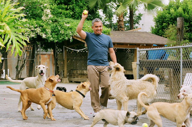 Cesar Millan vine la Bucuresti! - Alina Anghel