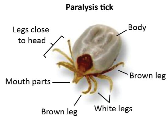 The 9 Most Deadliest and Painful Insect Bites - Trending News and ...