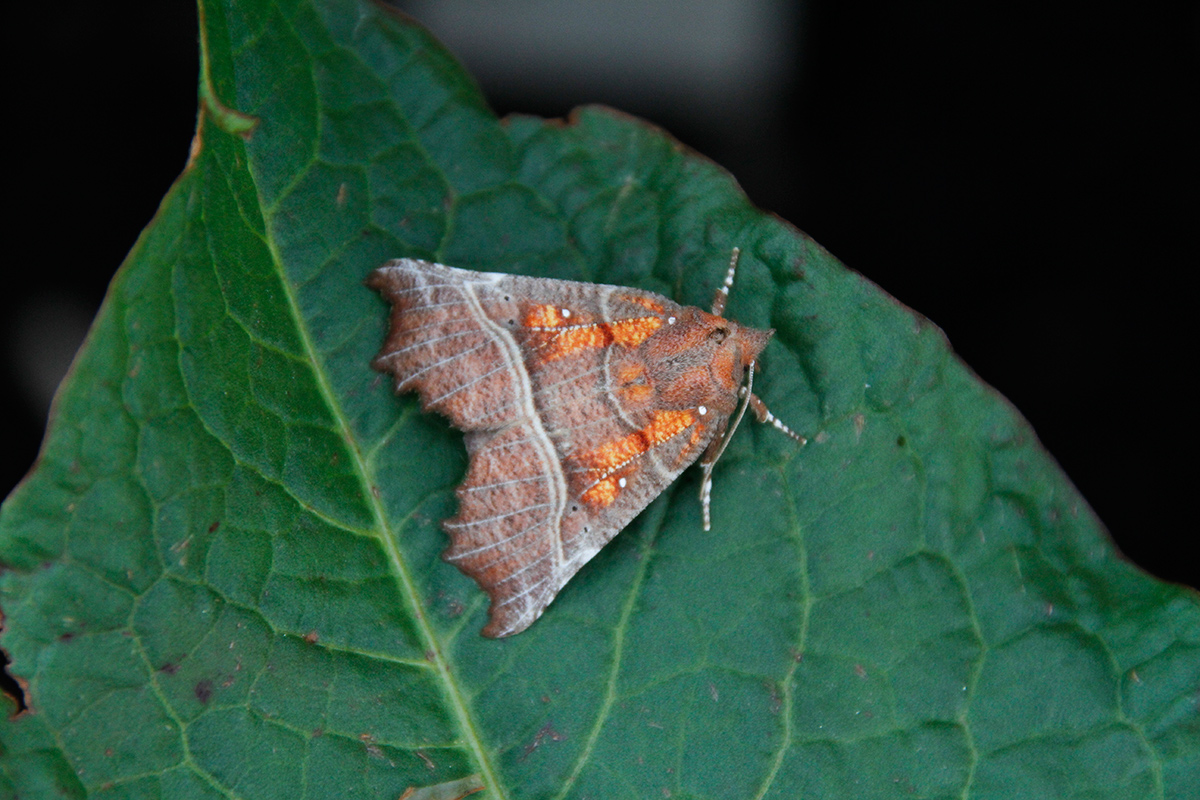 The Garden Moth Challenge: Moth Bloggage from North Cumbria