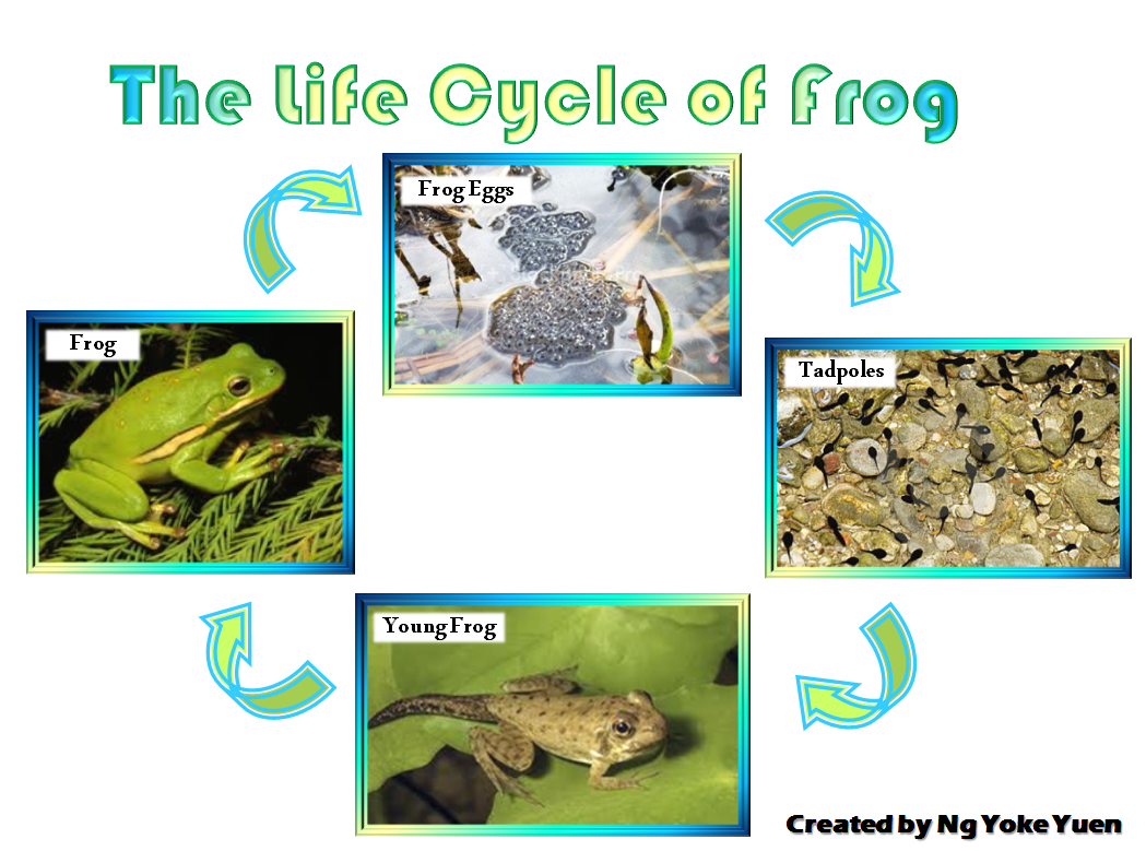 Animal's: Animal Life cycle