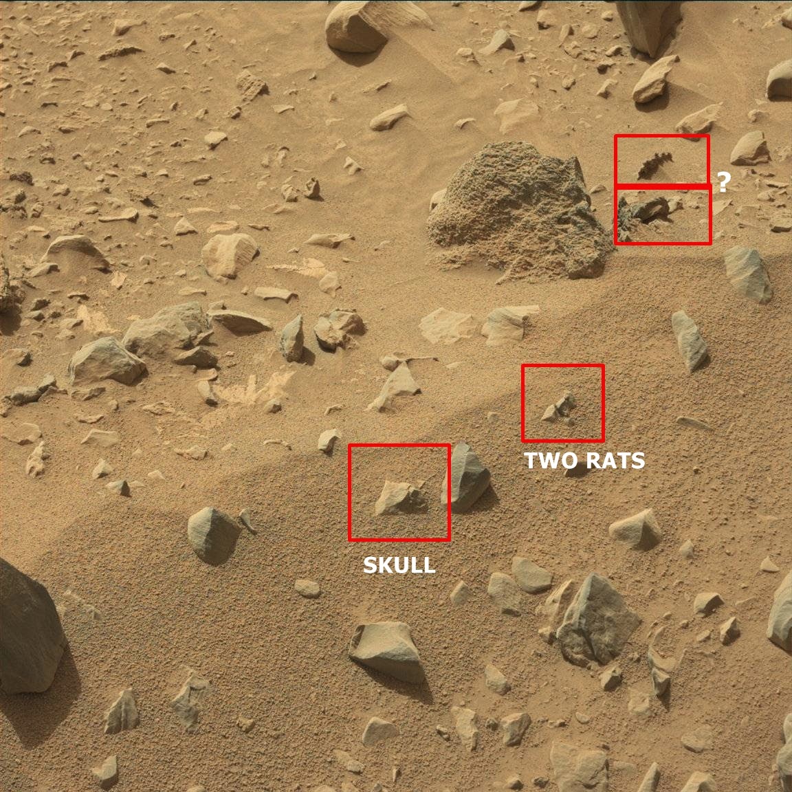 Curiosity captured fossilized skull on Mars?