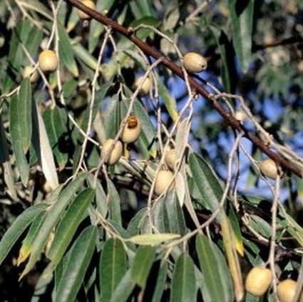 The Herb Hound: RUSSIAN OLIVE