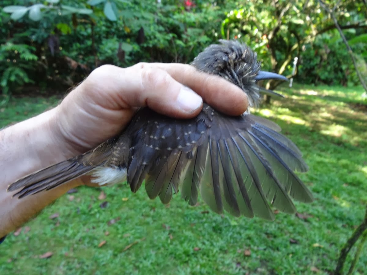 Teifi Ringing Group: White-whiskered Puffbird..A "Bobo bird"