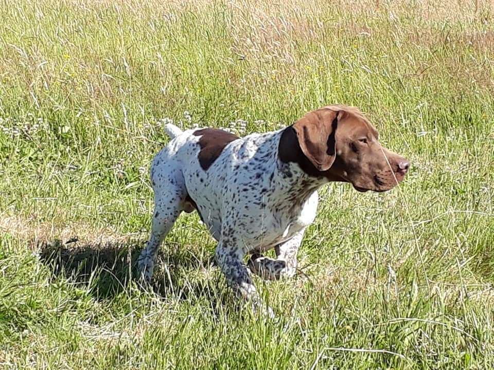 BRACO FRANCÉS DE BELBOX: BRACOS, BRACOS, BRACOS