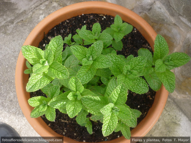 Flores y plantas silvestres: " Mentha spicata ". Hierbabuena.
