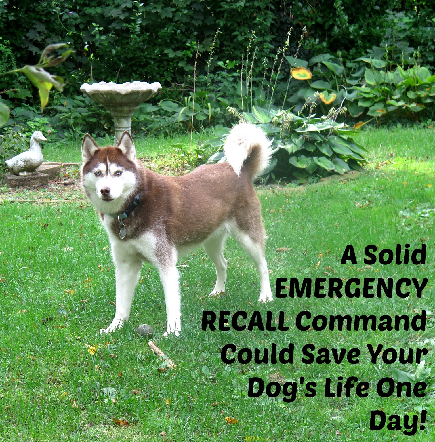 Dogs Luv Us and We Luv Them: DOG TRAINING TIP: An Emergency Recall Can ... Dogs Luv Us and We Luv Them: DOG TRAINING TIP: An Emergency Recall Can ...