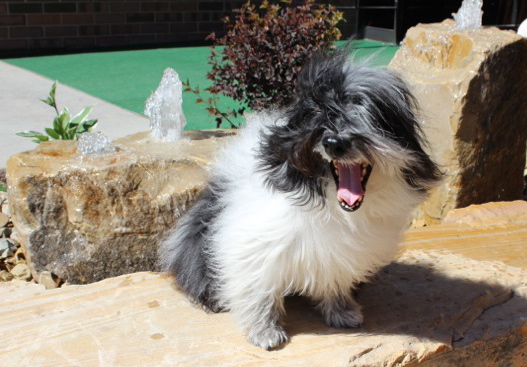 To Dog With Love: Pets Add Life, Joy and Laughter!