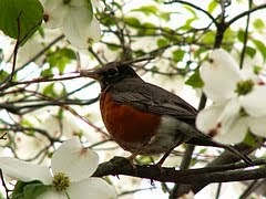 Miss Robbins' Nest: English