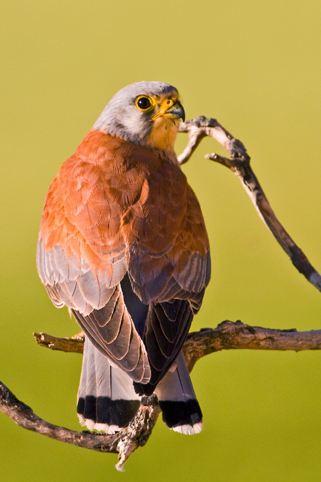 PETER'S PORTFOLIO..............Bird & Wildlife Photography: Lesser Kestrel