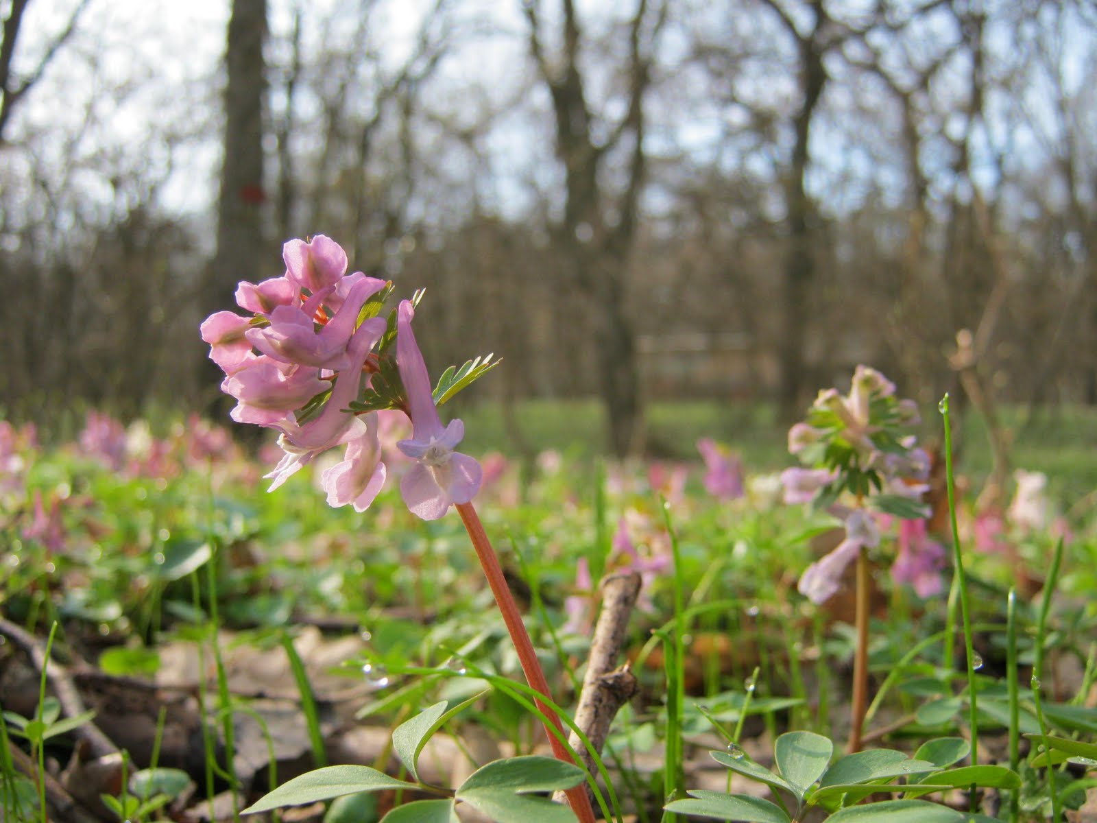 Country inside: Cocoşul de la mânăstirea Cocoşu ~02.Aprilie 2011~