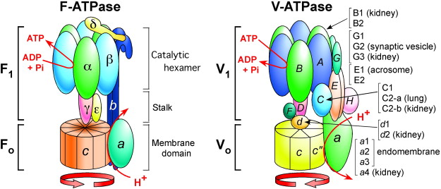 ATP-Driven Proton Pumps