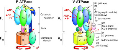 ATP-Driven Proton Pumps