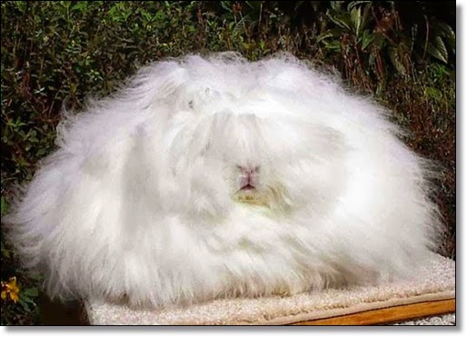 The Pet Tree House - Where Pets Are Family Too : Giant Angora Rabbits