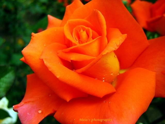 hal penting: macam-macam mawar dan artinya